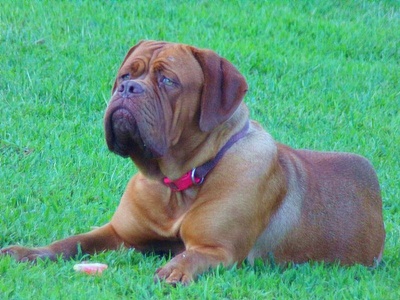 HOT DIGGITY Dogue de Bordeaux